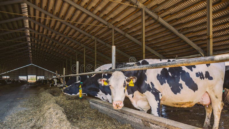 Black and White Cows Eats Hay in Stable Stock Photo - Image of indoors ...