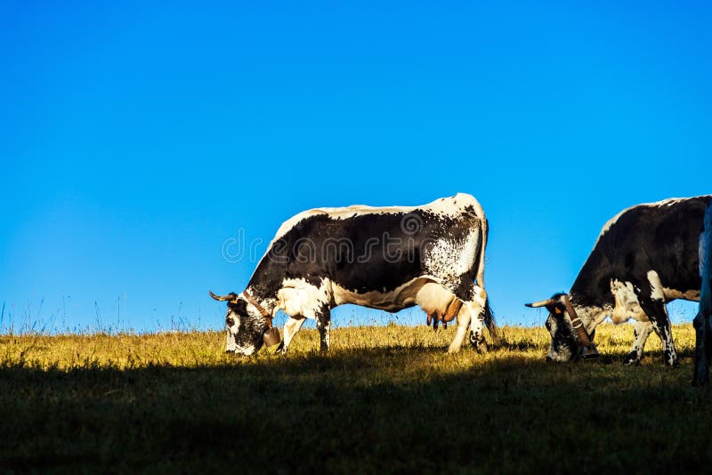 Black and White Cows on Pasturage, Sunset View Stock Photo - Image of ...