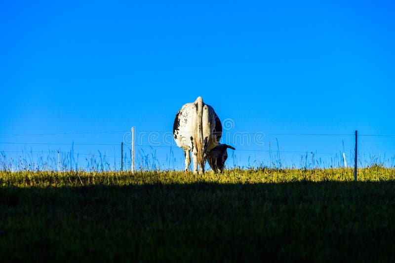 Black and White Cows on Pasturage, Sunset View Stock Photo - Image of ...
