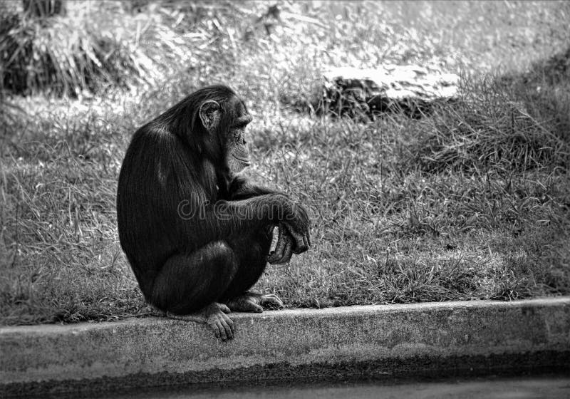 Black-and-white Crouching Chimpanzee Stock Photo - Image of furry ...