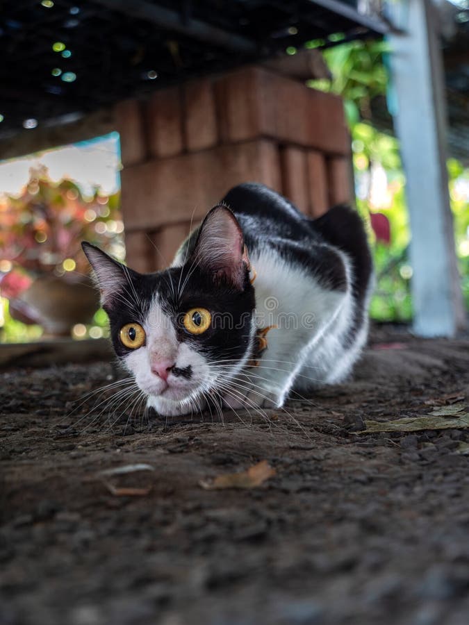 Black and White Crouching and Preparing To Snap Stock Photo - Image of ...
