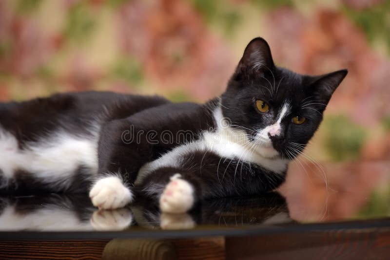 Black with white cute cat stock image. Image of fluffy - 145686937