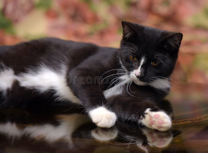 Black with white cute cat stock image. Image of domestic - 145686951