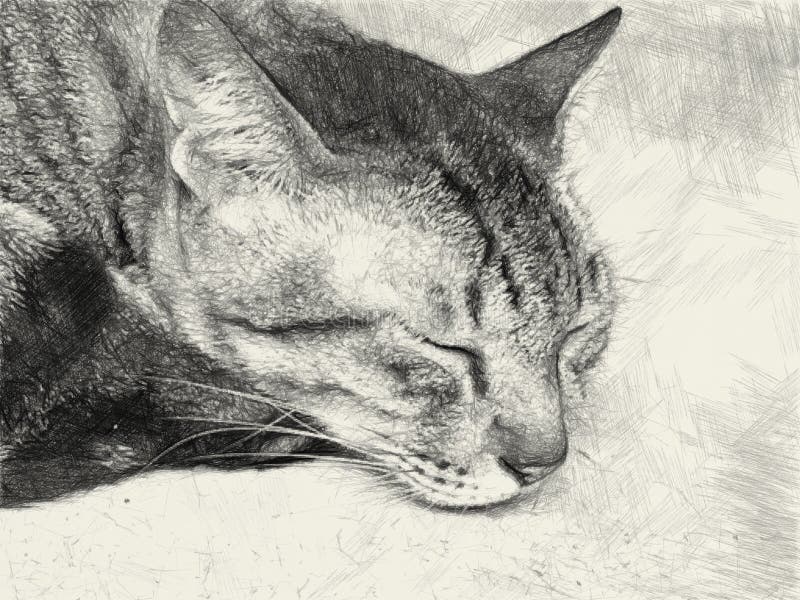 Black and White of Cute Tabby Cat Stock Illustration - Illustration of ...