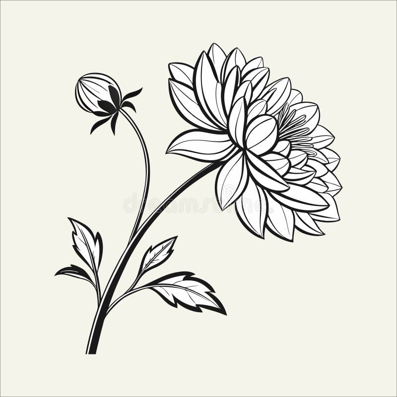 Linework Dahlia Stock Illustrations – 7 Linework Dahlia Stock ...