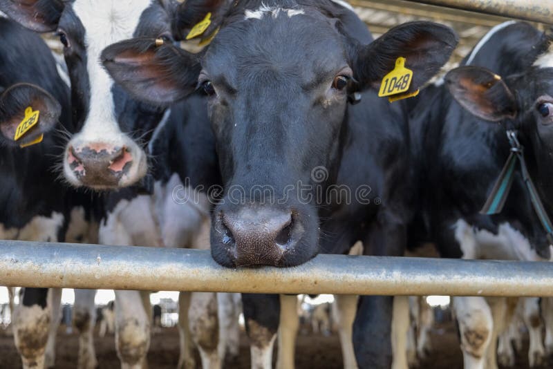 Black and White Dairy Cows at Farm Stock Photo - Image of broad, female ...