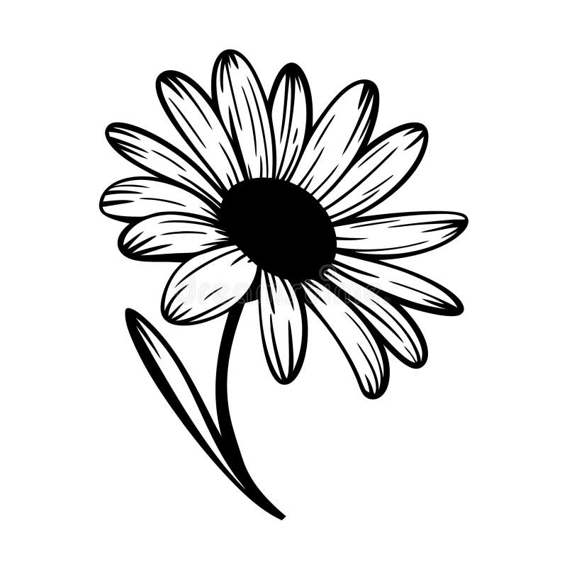 Daisy Black And White Drawing Daisy Flower Outline Daisy Flower