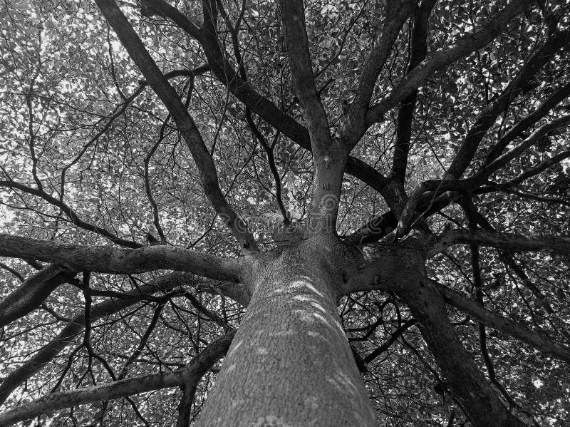 Black and White, Darkness of a Tree with Irregular Branches, Use for ...