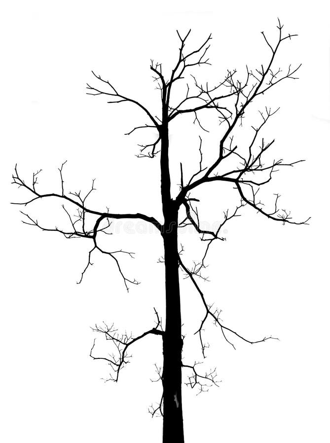 Black and White Dead Tree in Isolated Background Stock Illustration ...