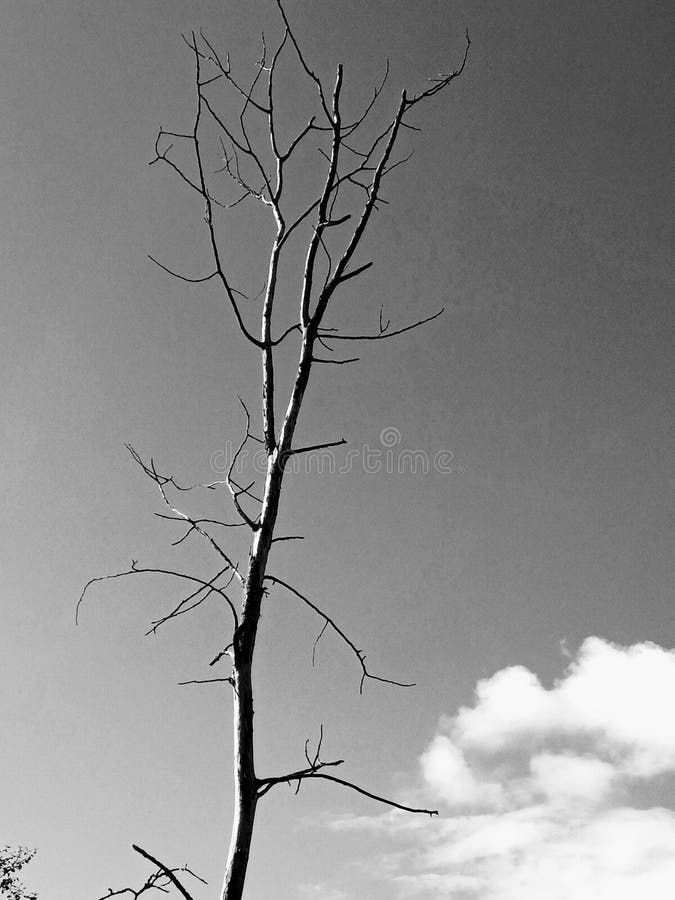 Black and White Dead Tree and Sky Stock Photo - Image of black, white ...