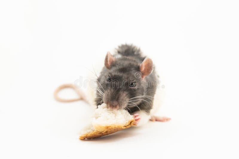 333 Angry Rat Stock Photos - Free & Royalty-Free Stock Photos from ...
