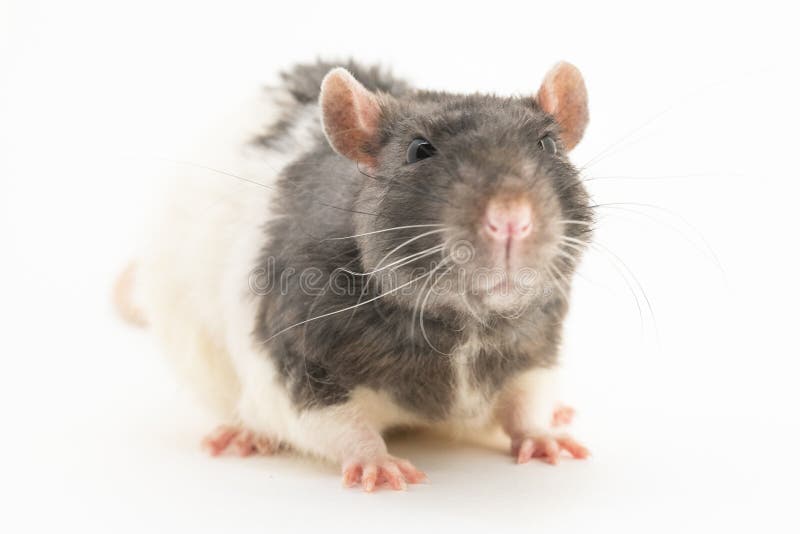 333 Angry Rat Stock Photos - Free & Royalty-Free Stock Photos from ...