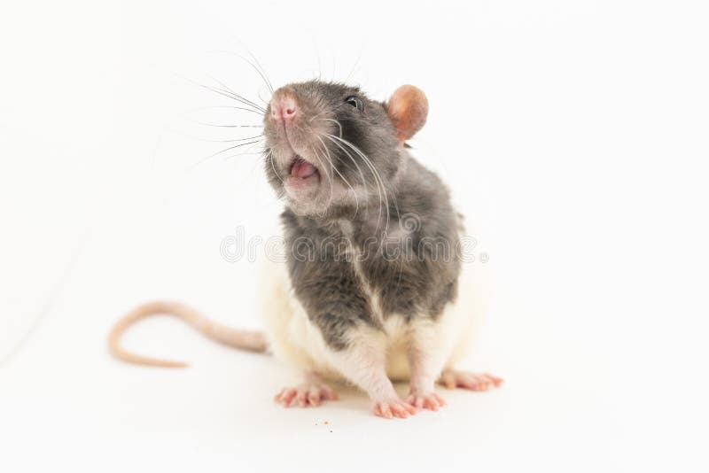 The Black-and-white Decorative Rat, with a Surprised Expression on His ...