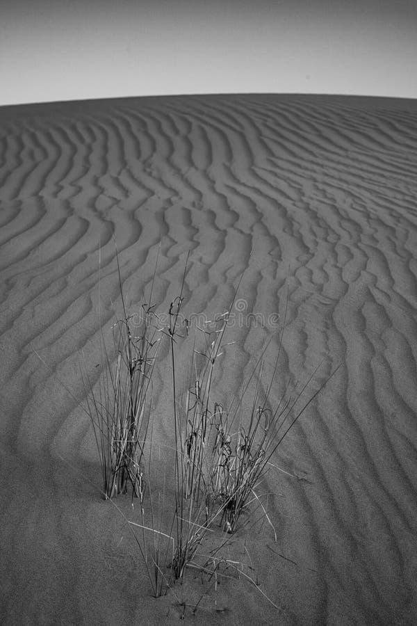 Black and White Desert Grass Pattern Arabian Peninsula Stock Image ...
