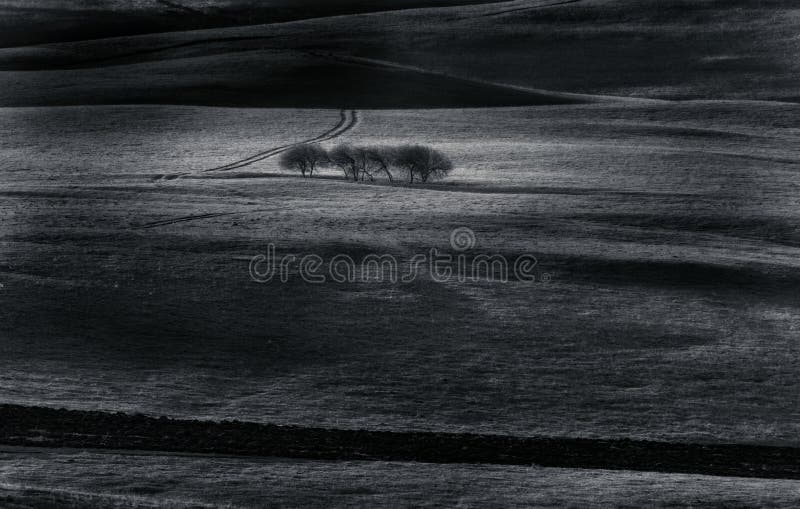 Black and White: Desert and Tree Stock Photo - Image of white, lonely ...