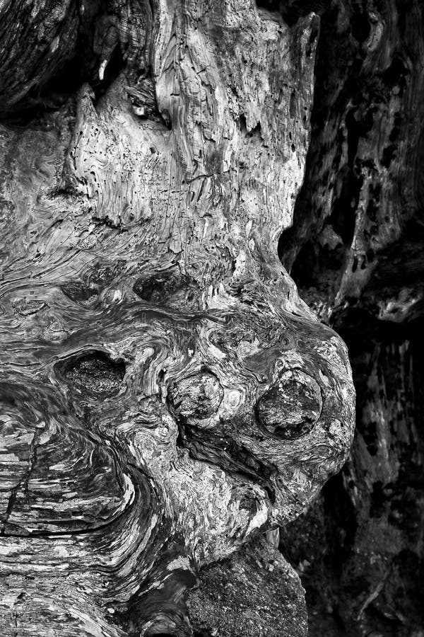Black and White Detail in Twisted Cypress Tree Bark Stock Image - Image ...