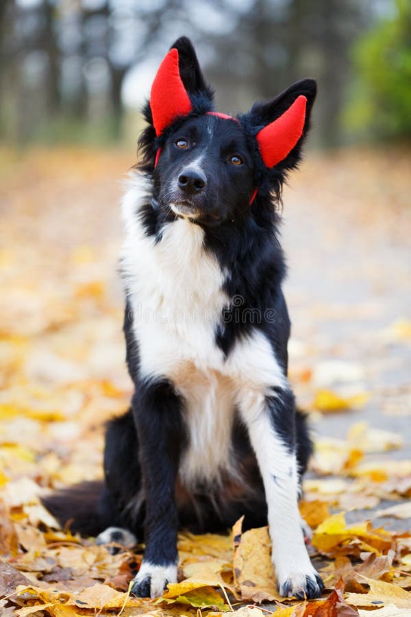Dog stock photo. Image of herding, bicolour, leaf, diablo - 103057208