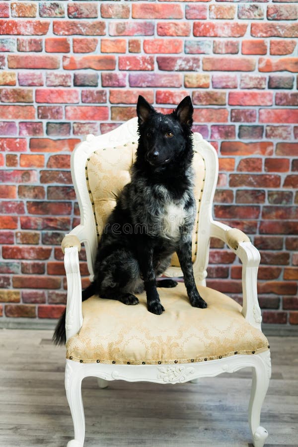 Black White Dog on Back Brick Wall, Mudi, Studio Shot Stock Photo ...