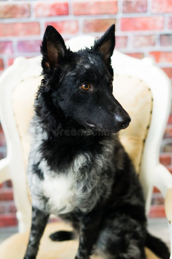 Black White Dog on Back Brick Wall, Mudi, Studio Shot Stock Image ...