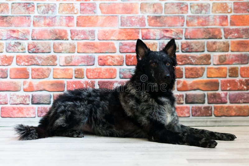 Black White Dog on Back Brick Wall, Mudi, Studio Shot Stock Photo ...