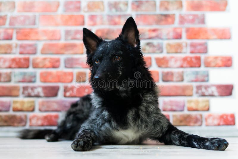 Black White Dog on Back Brick Wall, Mudi, Studio Shot Stock Image ...
