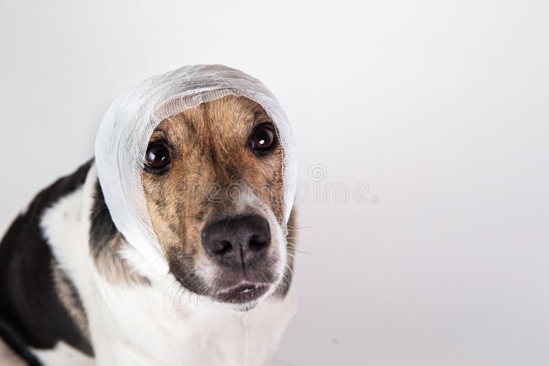 351 Dog Head Bandage Photos - Free & Royalty-Free Stock Photos from ...