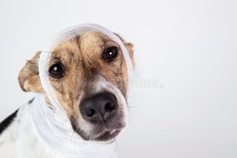 313 Dog Head Bandage Photos - Free & Royalty-Free Stock Photos from ...