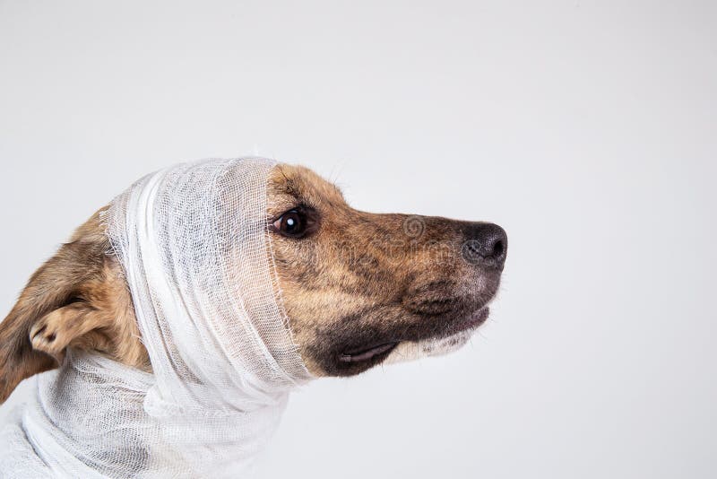351 Dog Head Bandage Photos - Free & Royalty-Free Stock Photos from ...