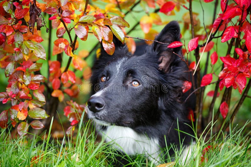Dog stock image. Image of park, bicolour, black, animal - 101462557
