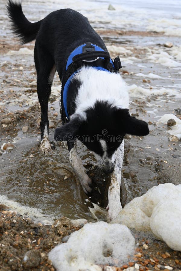 Black and White Dog is Energetically Digging in the Sand Stock Image ...