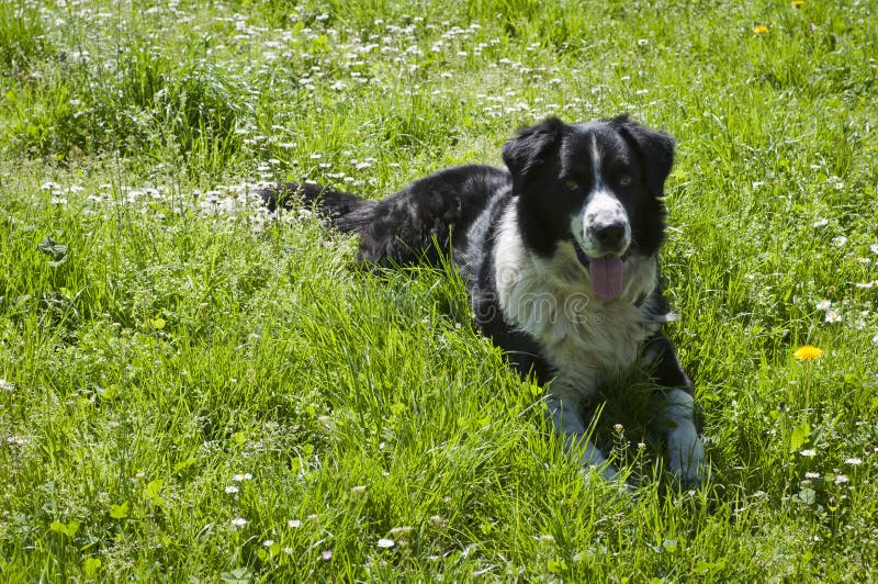 Black and White Dog on Green Grass Stock Photo - Image of purebred ...