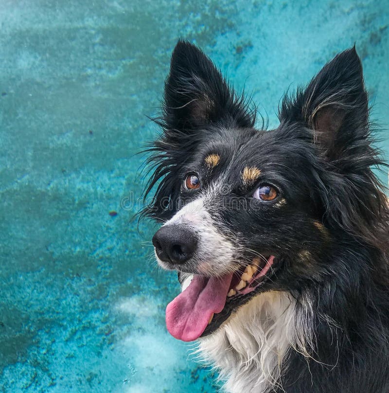 Border collie face stock image. Image of collie, ears - 175756181