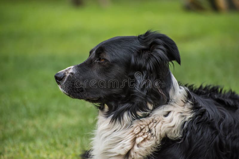 271 Dog Facing Forward Stock Photos - Free & Royalty-Free Stock Photos ...