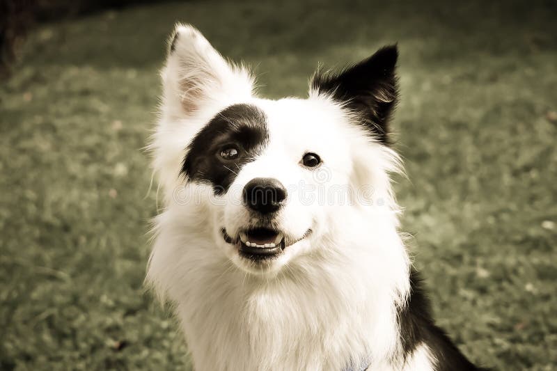 Black and White Dog (8) Border Collie Mix Stock Photo - Image of look ...