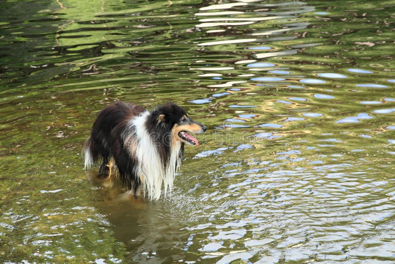 Black and White Dog - Rough Collie in Water Stock Image - Image of ...