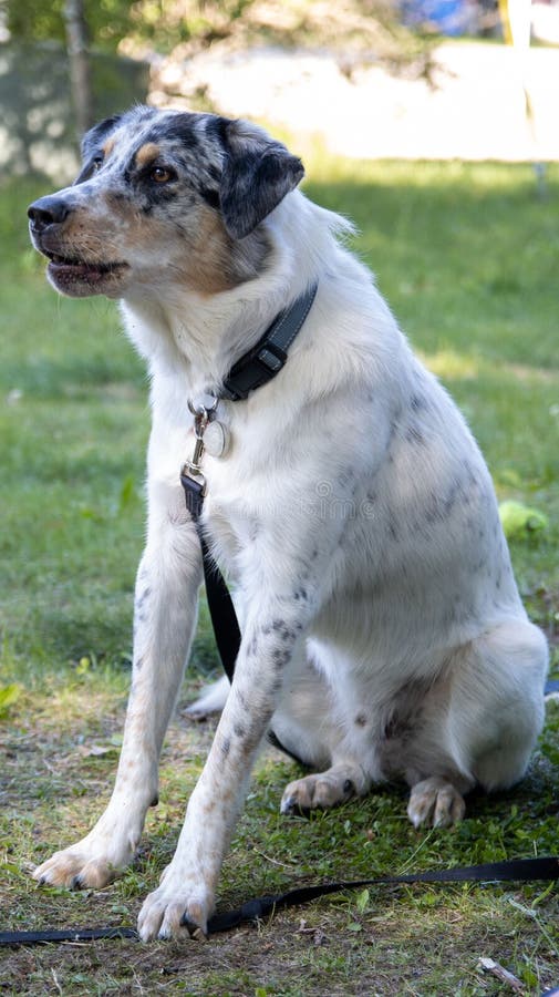 Black-white Dog Sitting on the Park Stock Photo - Image of natural ...
