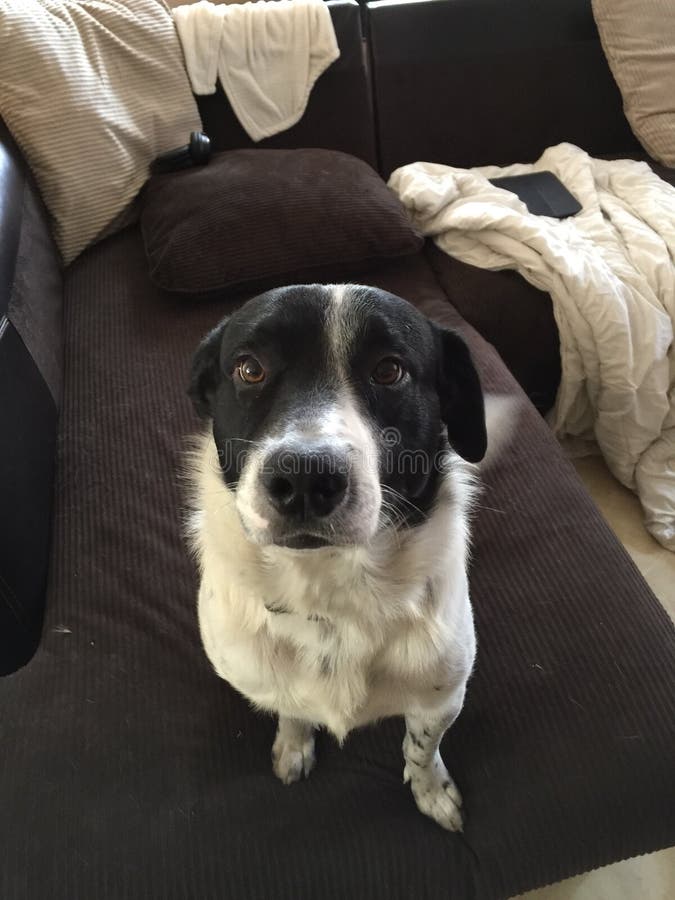 Toby Rescue Dog Stock Photos - Free & Royalty-Free Stock Photos from ...