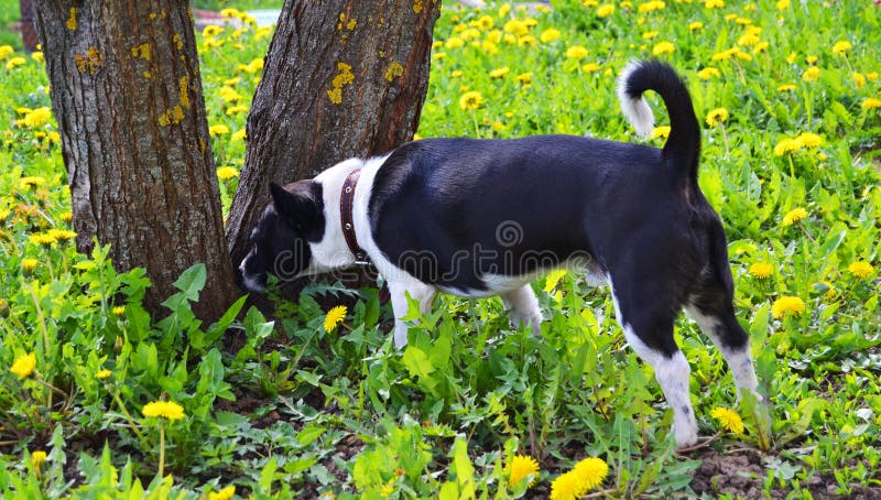 Black and White Dog Walking Near a Tree in Spring. Stock Photo - Image ...