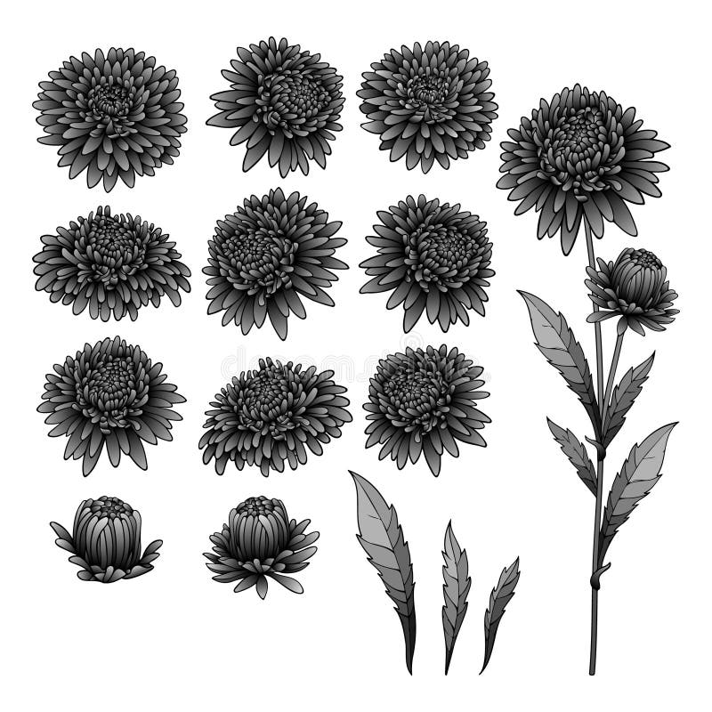 Black and White Drawing of Aster Flowers. Vector Illustration Stock ...