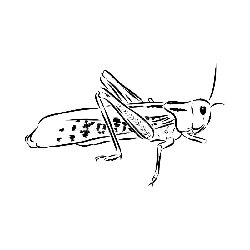 A Black and White Drawing of a Grasshopper Stock Illustration ...