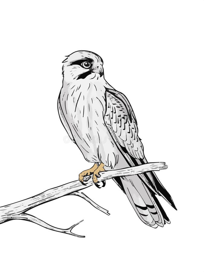 Black and White Drawing of a Hawk Sitting on a Branch Stock Vector ...