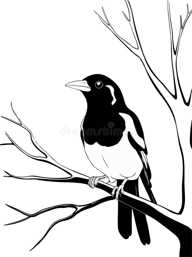 Magpie Sketch Stock Illustrations – 322 Magpie Sketch Stock ...