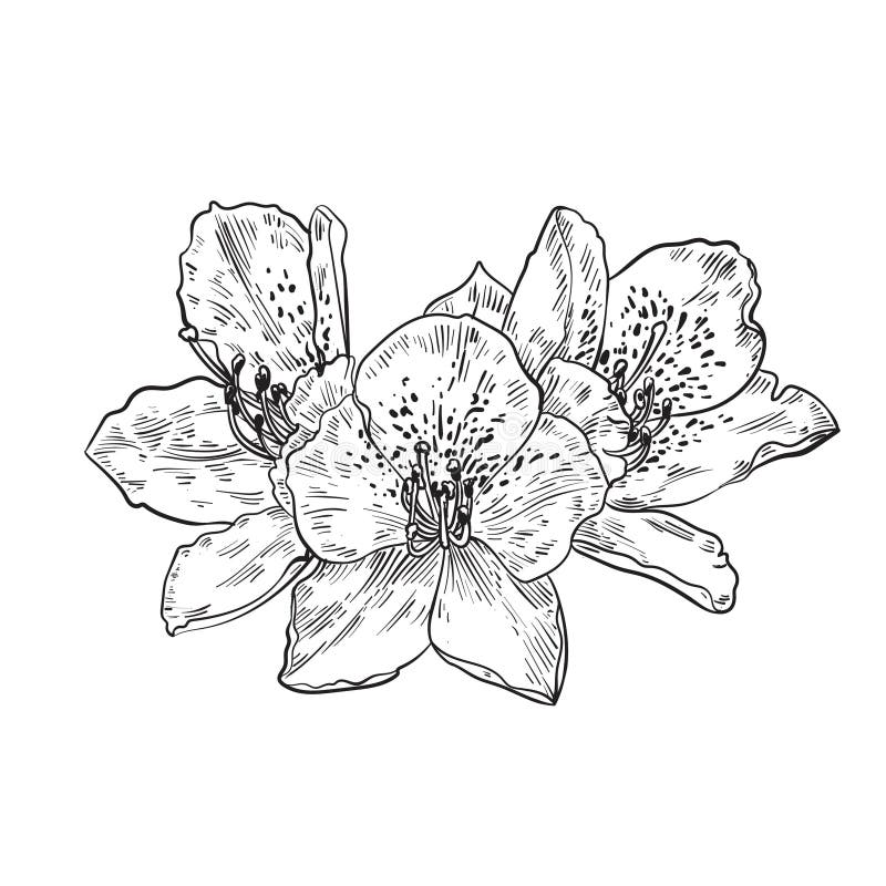 Rhododendron Sketch Stock Illustrations – 421 Rhododendron Sketch Stock ...