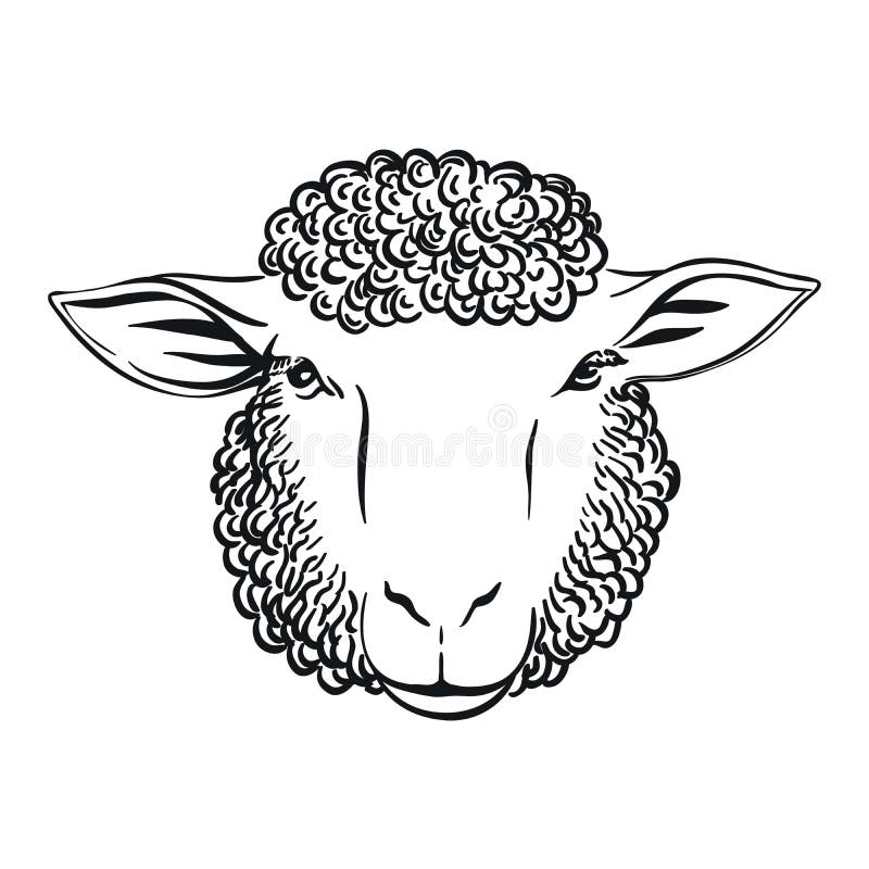 Drawing of Sheep`s Head in Full Face on White Background Stock Vector ...