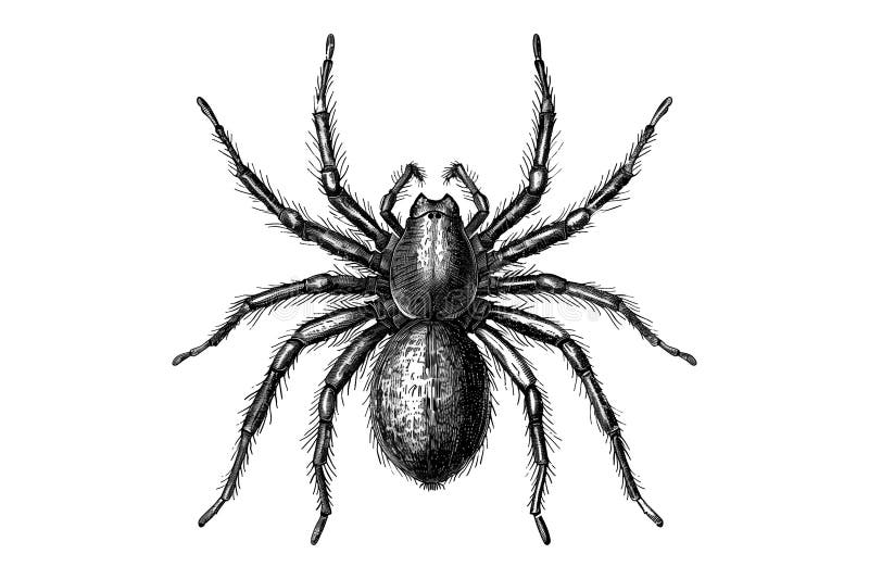A Black and White Drawing of a Spider Illustration for Halloween Stock ...