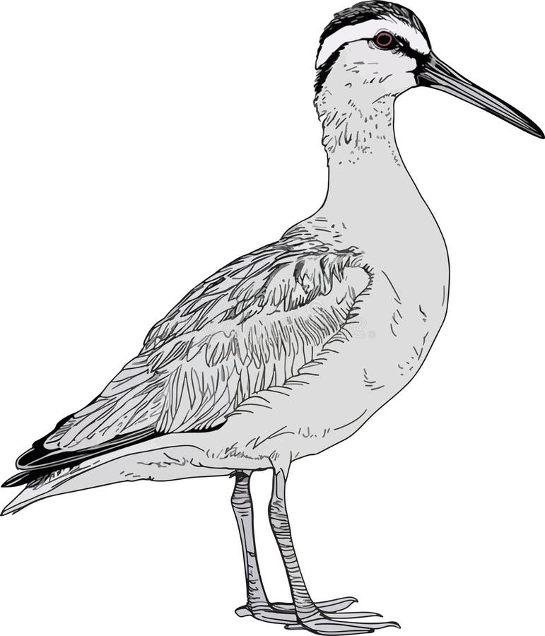 Black and White Drawing Vector of a Godwit in Profile Stock Vector ...