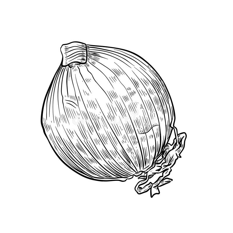 Black and White Drawing Vector Illustration of Onion Root Stock Vector ...