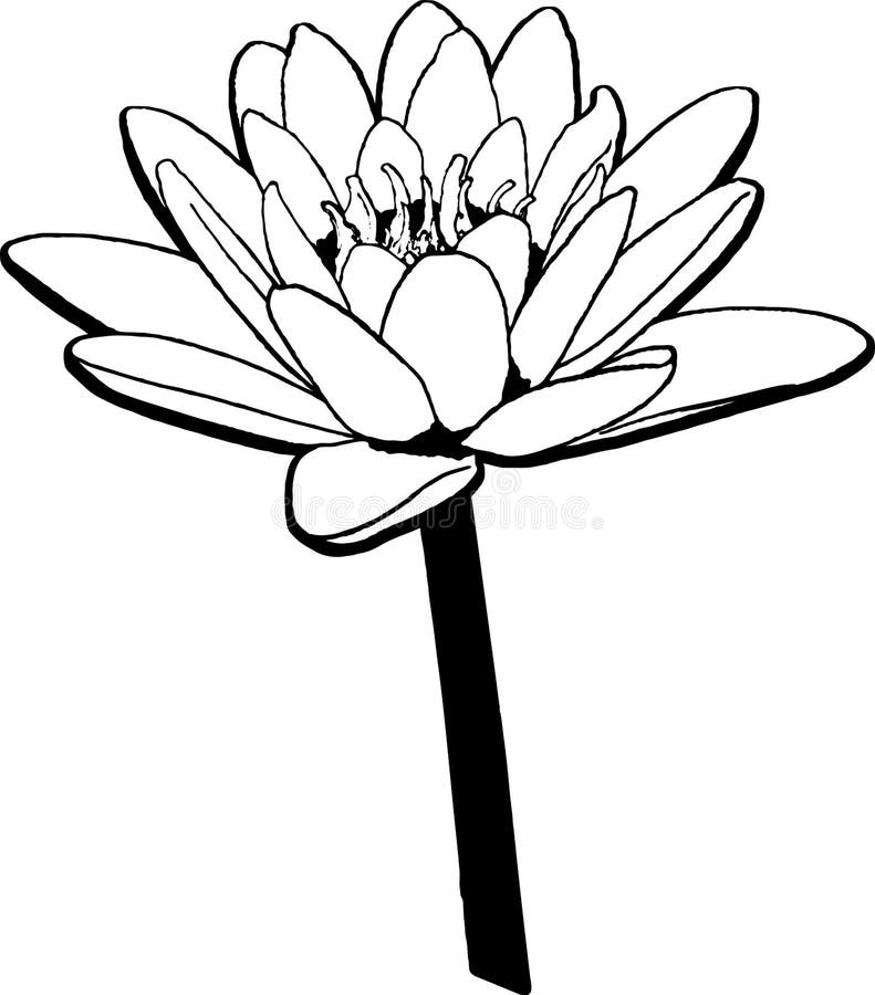 Nymphaea Alba Stock Illustrations – 66 Nymphaea Alba Stock ...