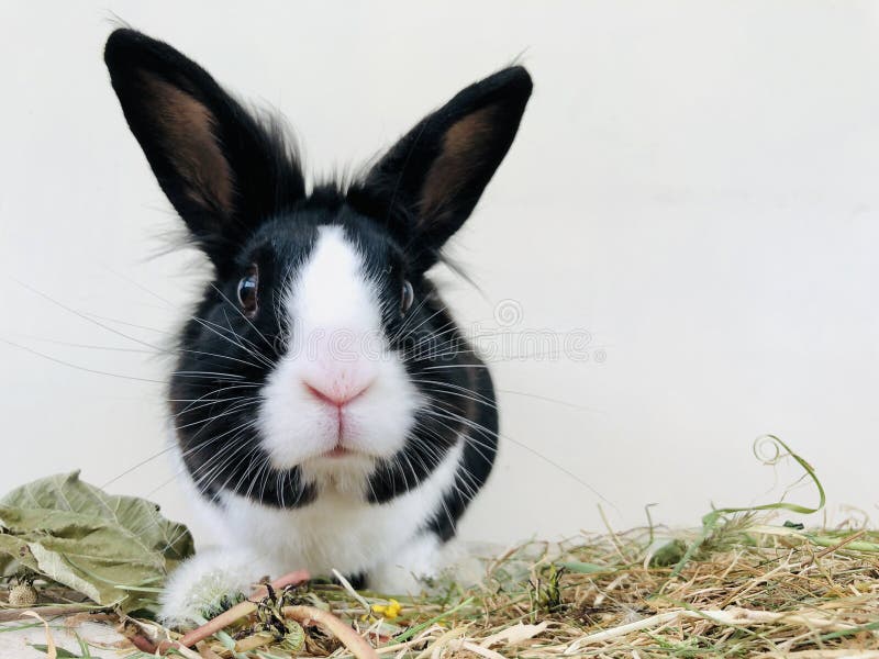 Black and White Dutch Rabbit Stock Photo - Image of furry, black: 266752628
