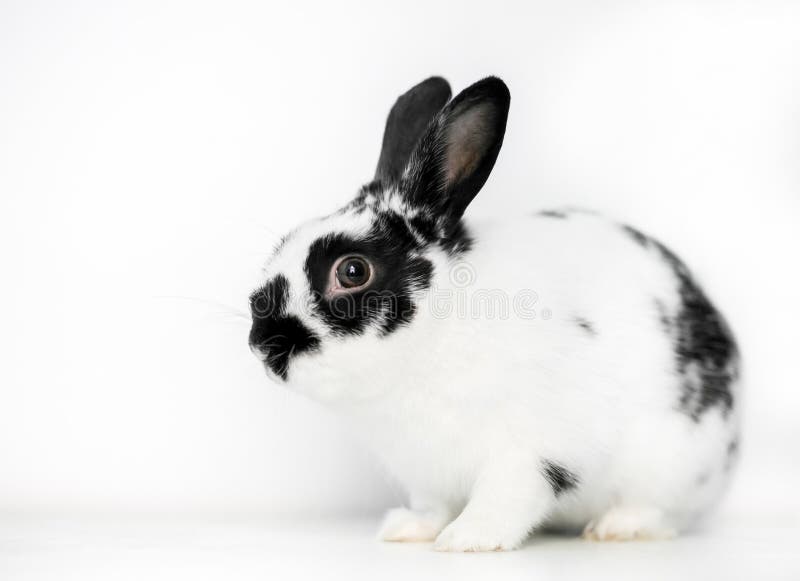 A Black Dwarf Mixed Breed Pet Rabbit Sitting Stock Photo - Image of ...